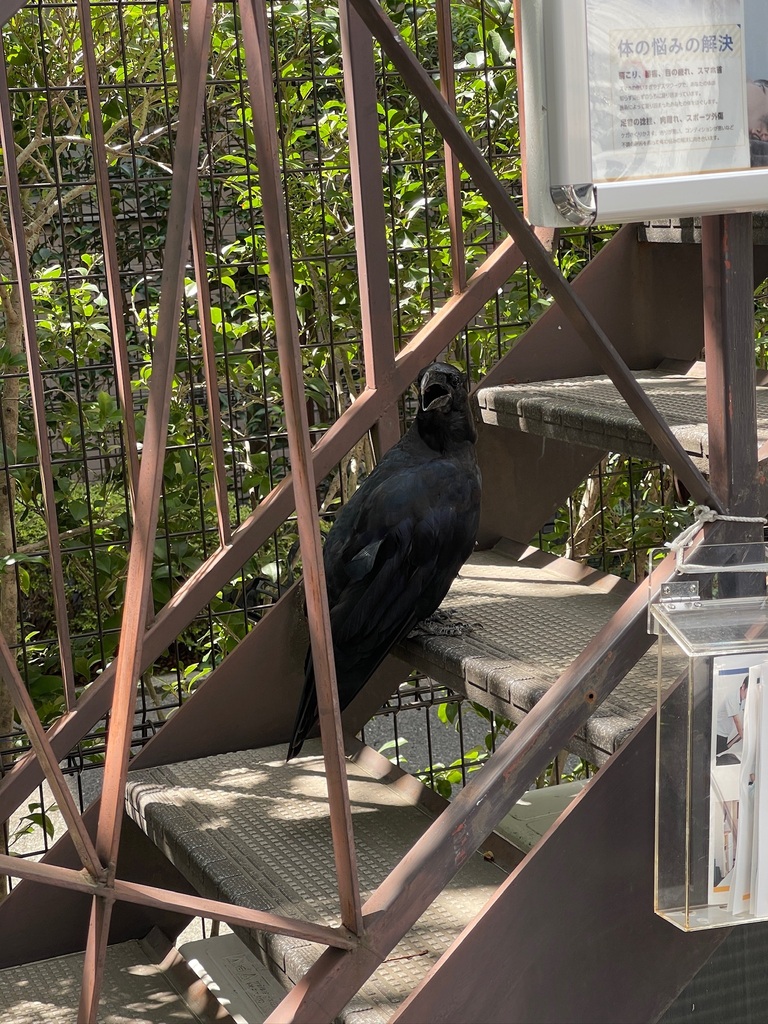 Large-billed Crow from Asagayakita, Suginami City, Tokyo 166-0001 ...