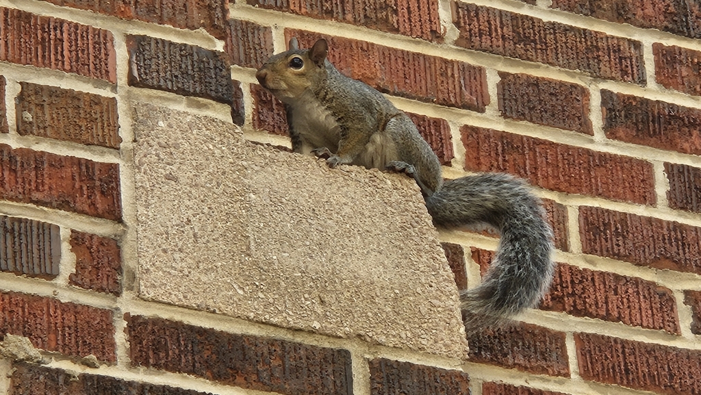 Eastern Gray Squirrel from Jessie W. Harris Building, Knoxville, TN ...