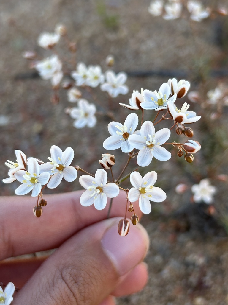 Gilded Spookasem from Намаква, Южная Африка on August 22, 2023 at 03:33 ...