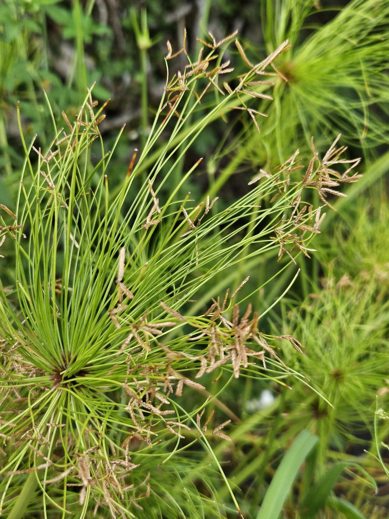 Dwarf Papyrus from 台灣台北 on September 15, 2023 at 12:05 PM by 胡正恆 ...