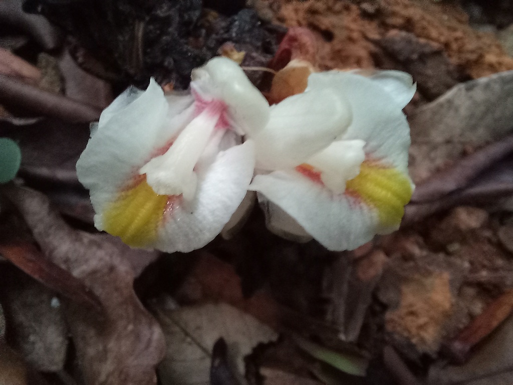 Meistera from Sakaerat Research Station on April 16, 2022 at 07:40 AM ...