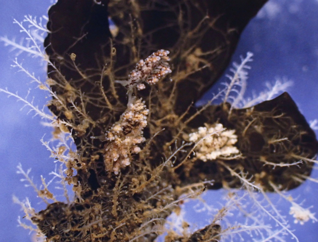 Seal Doto from Cape Arago, Coos County, OR, USA on June 3, 1984 by Jeff ...