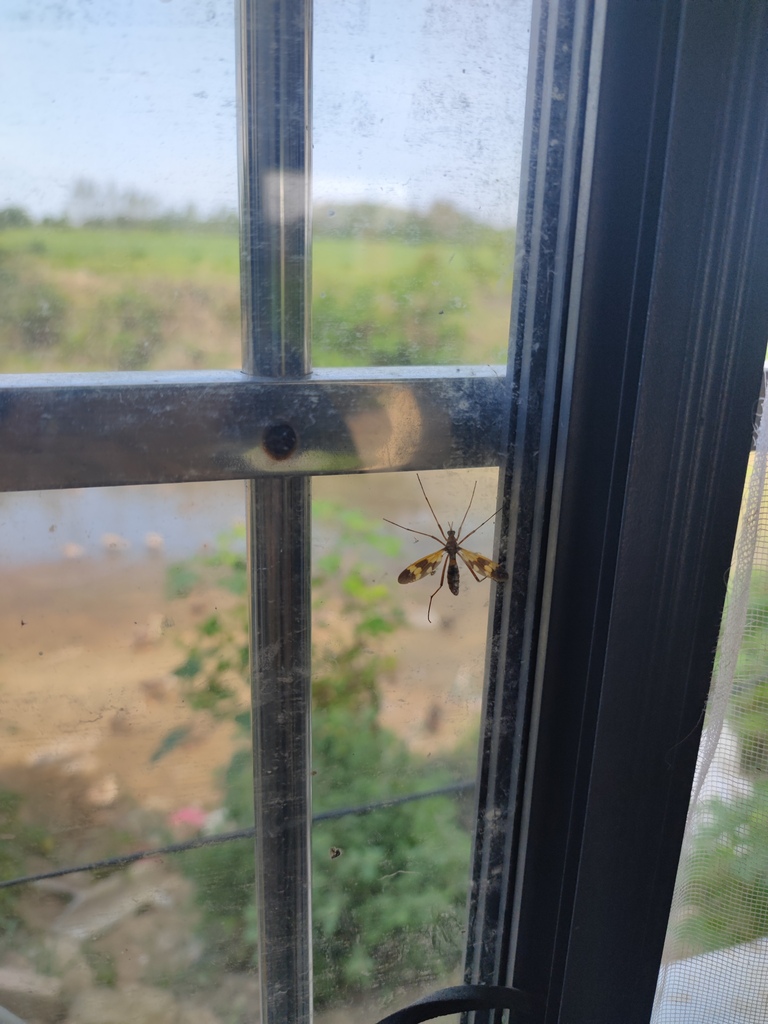 Large Crane Flies from Huanggang, Hubei, China on September 10, 2023 at ...