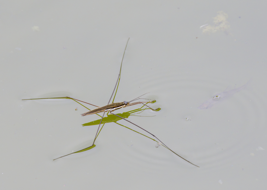 Giant Water Strider in July 2023 by Sakern | 永隔一江水 · iNaturalist