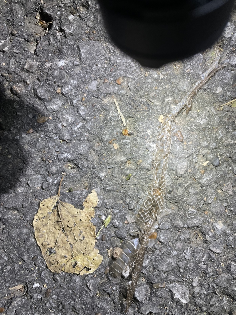 Colubrid Snakes in September 2023 by GreenRaccoon · iNaturalist