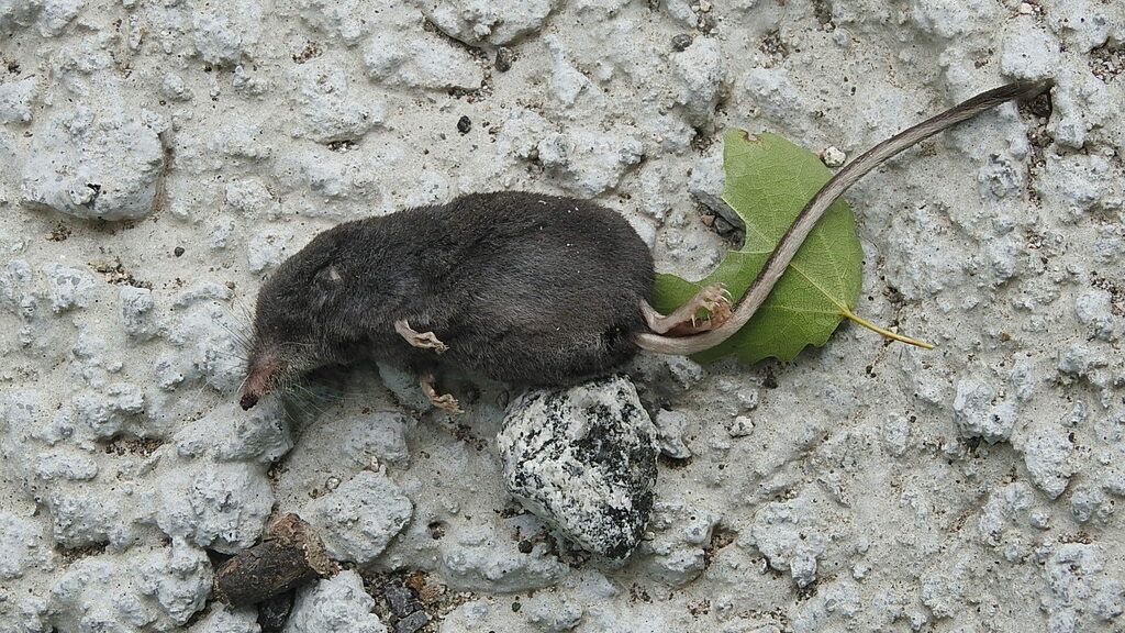 Alpine Shrew in July 2023 by Ivan Di Già · iNaturalist