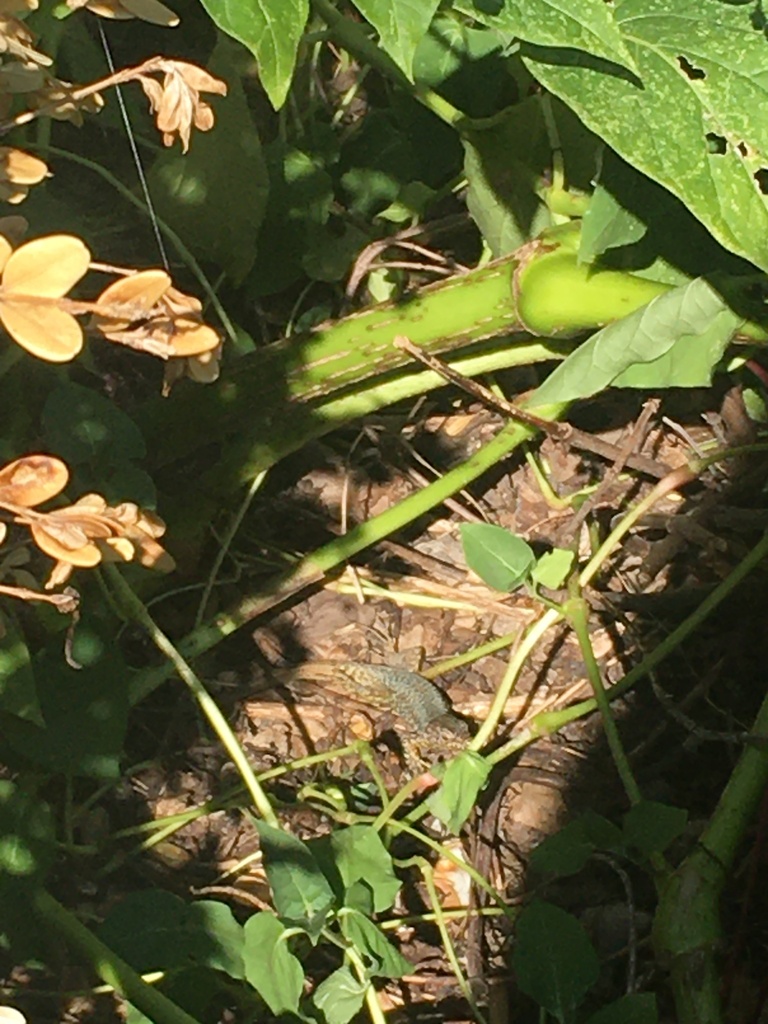 Common Wall Lizard from Klotter Ave, Cincinnati, OH, US on September 15 ...