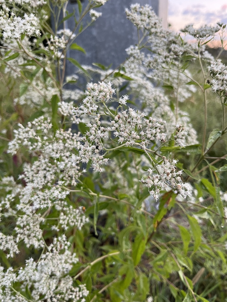 late boneset from Marcella Vivrette Smith Park, Brentwood, TN, US on ...