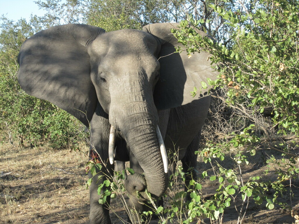 Savannah Elephant in May 2016 by jyenkin · iNaturalist