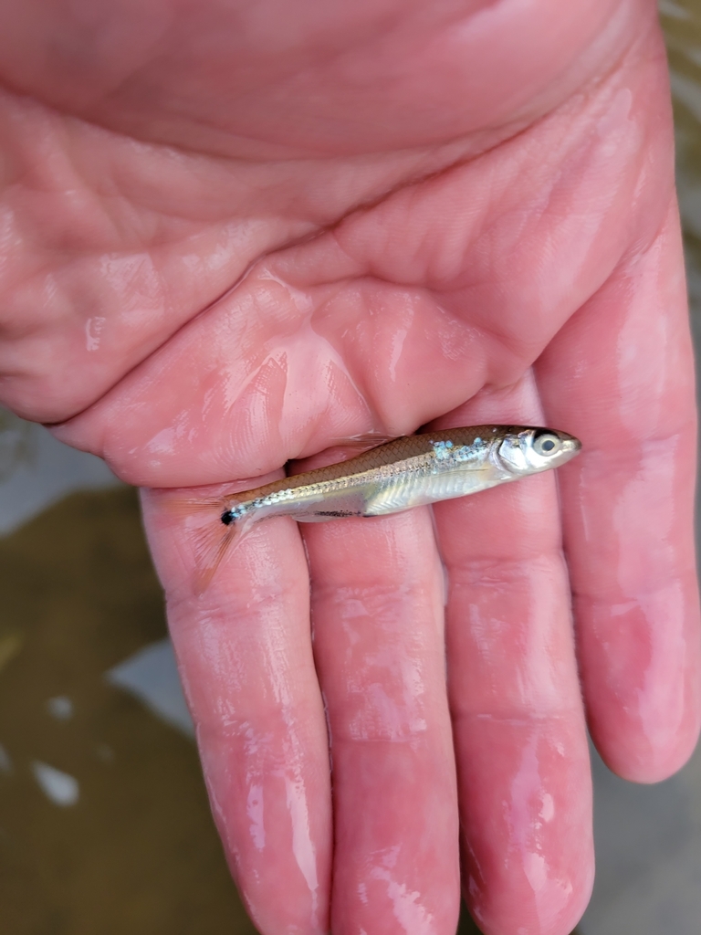 Spottail Shiner from Kanawha Falls, WV 25115, USA on July 27, 2023 at ...