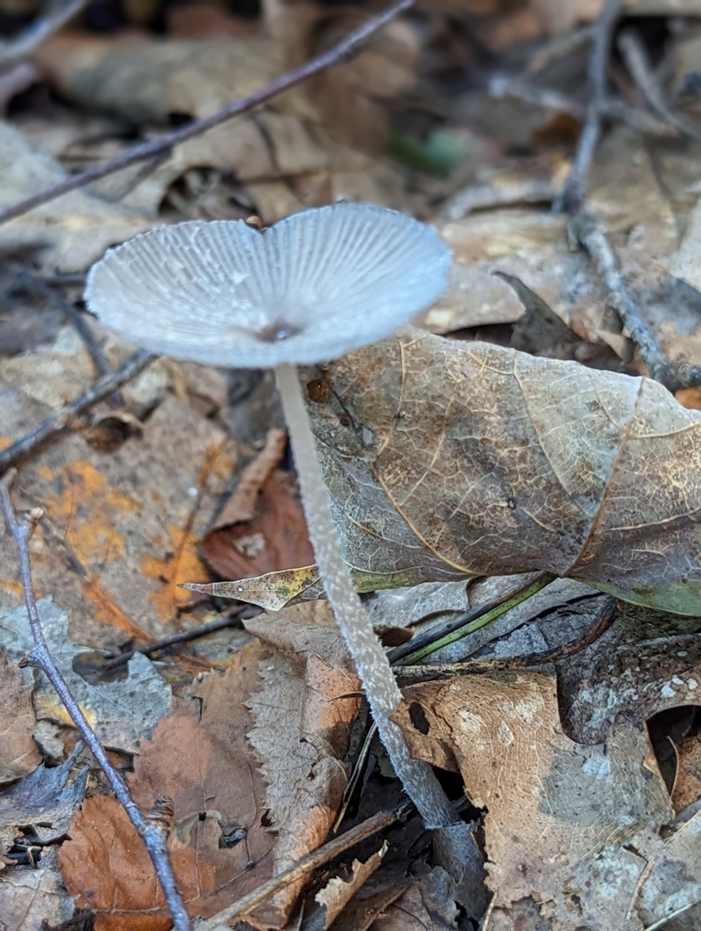 Inkcaps from Rosendale, NY 12472, USA on September 15, 2023 at 09:57 AM ...