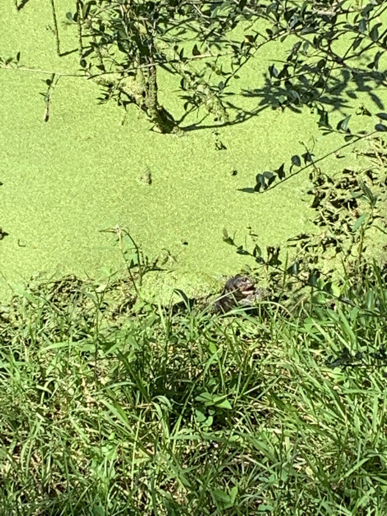 Florida Softshell Turtle from ZooTampa at Lowry Park, Tampa, FL, US on ...