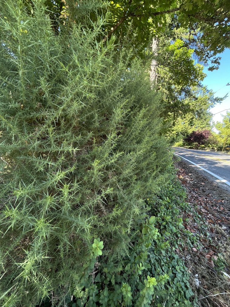gorse from S Bakers Ferry Rd, Oregon City, OR, US on July 21, 2023 at 10:28 AM by mattsson ...