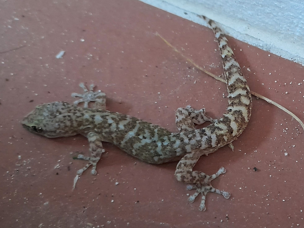 Marbled Leaf-toed Gecko from Fish Hoek, Cape Town, 7974, South Africa ...