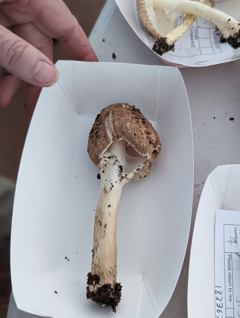 Freckled Dapperling from Kerhonkson, NY 12446, USA on September 15 ...