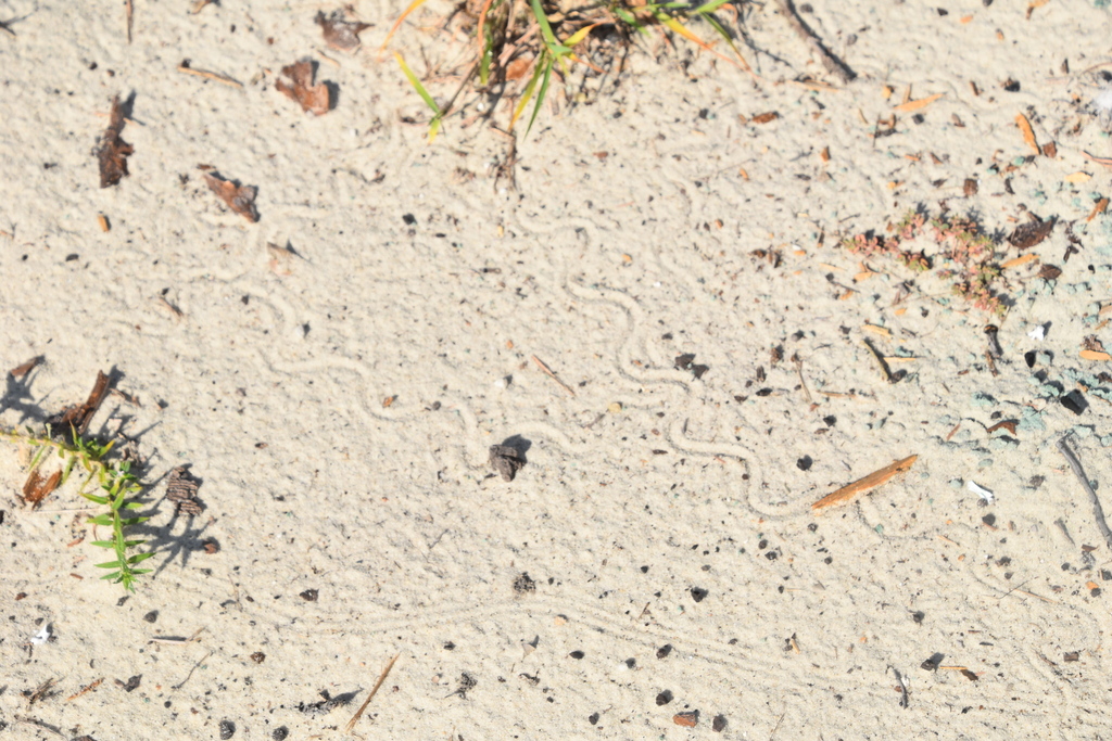 Florida Sand Skink in September 2023 by Tom Palmer · iNaturalist