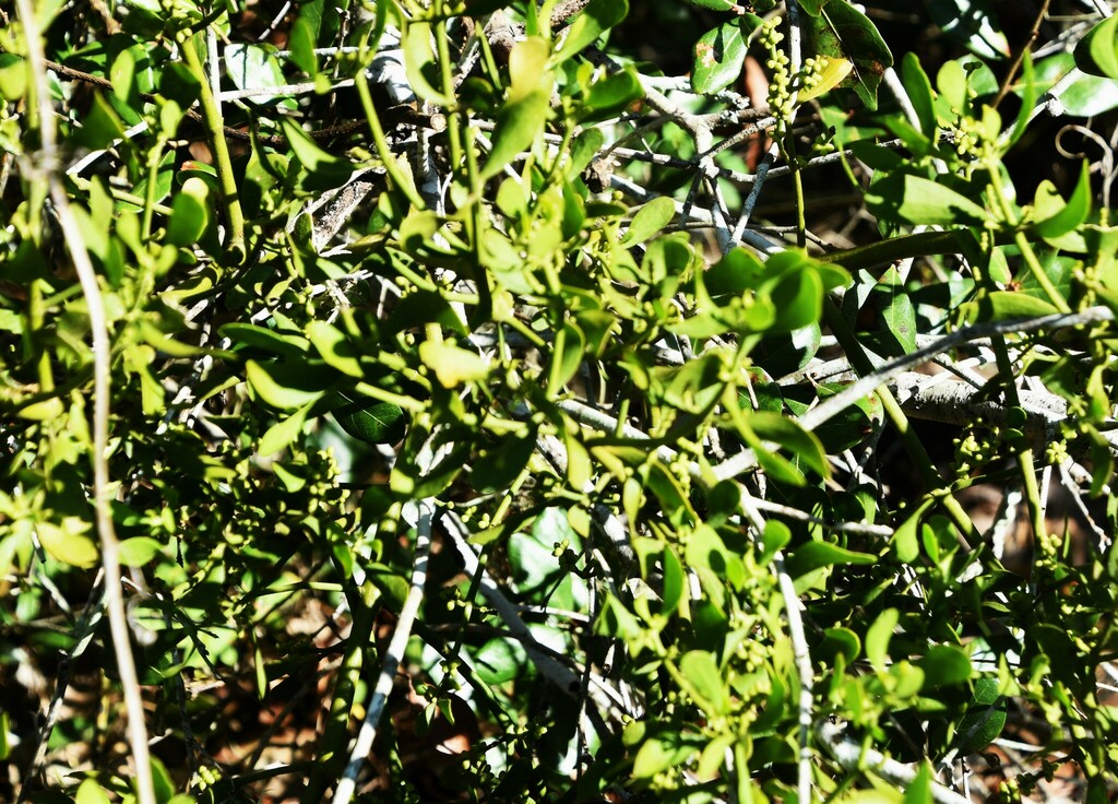American Mistletoe from Babson Park, FL 33827, USA on September 15 ...