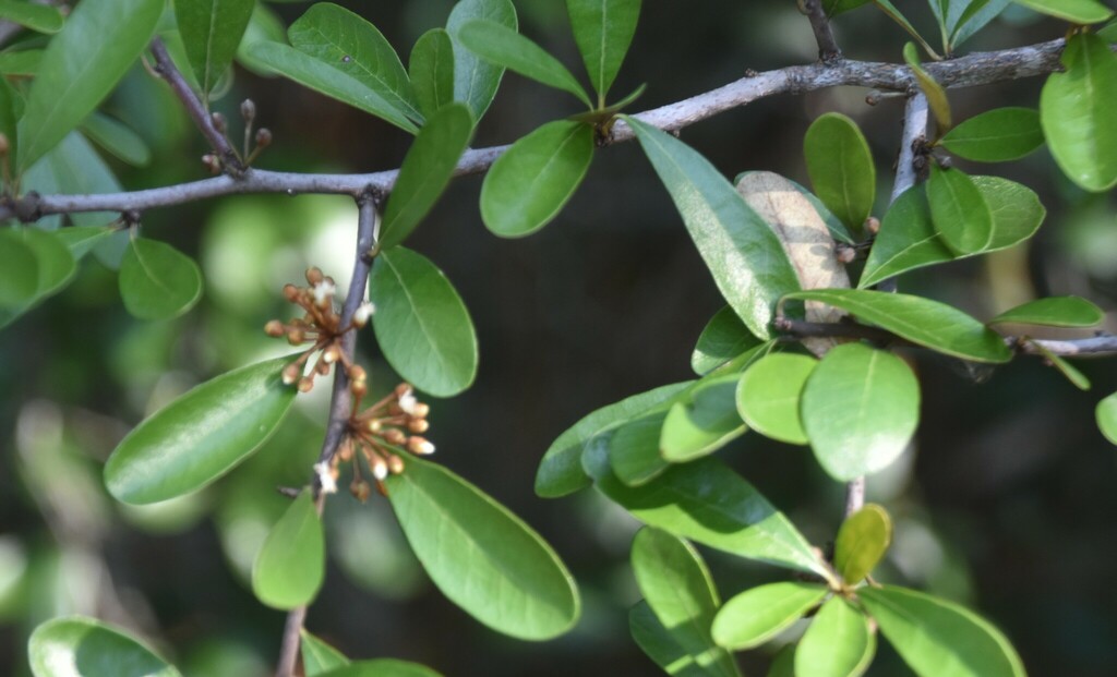 Tough Bully from Babson Park, FL 33827, USA on September 15, 2023 at 09 ...