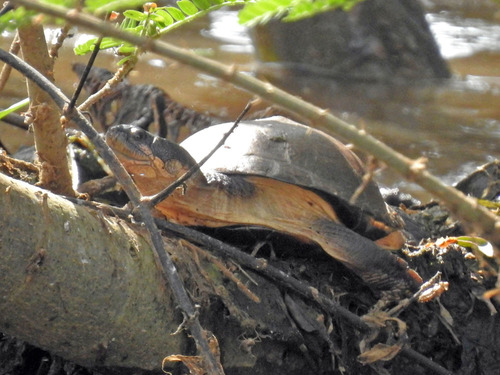 Lake Victoria Mud Turtle (Subspecies Pelusios williamsi williamsi ...