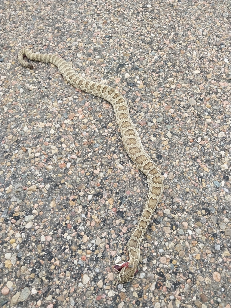 Prairie Rattlesnake from Garfield Township, KS, USA on September 15 ...