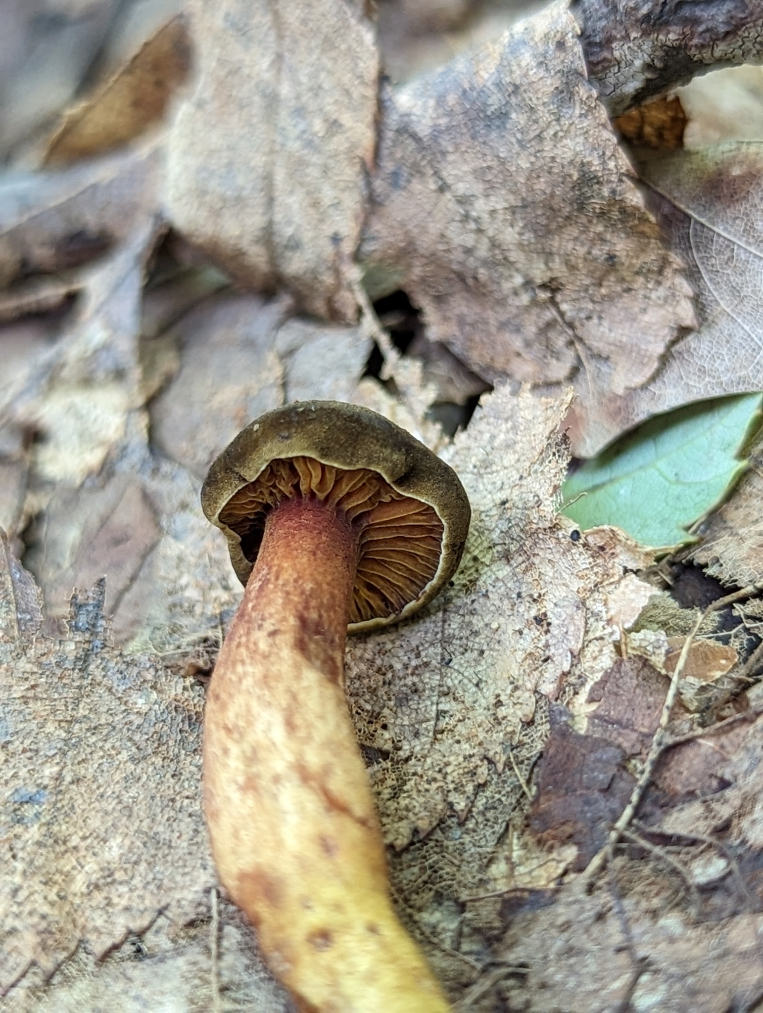 Phylloporus pelletieri - Europäisches Goldblatt