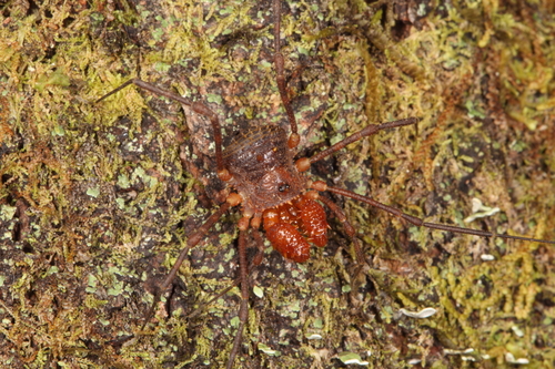 Soerensenella bicornis · iNaturalist Australia