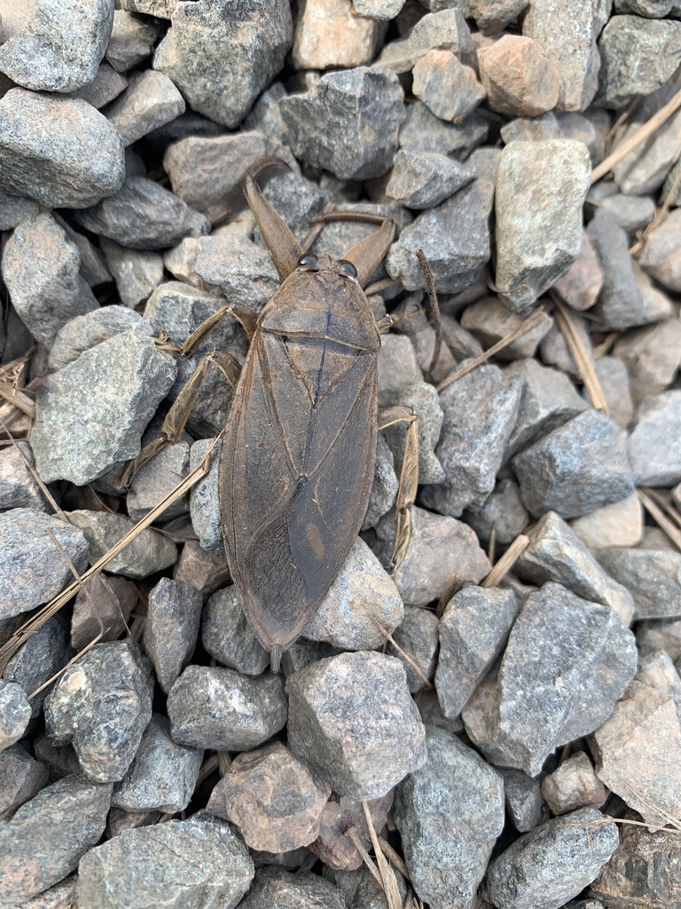 American Giant Water Bug from Colchester, NS, CA on September 15, 2023 ...