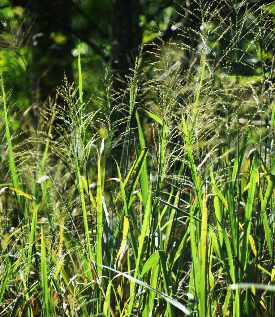 guinea grass from Babson Park, FL 33827, USA on September 15, 2023 at ...