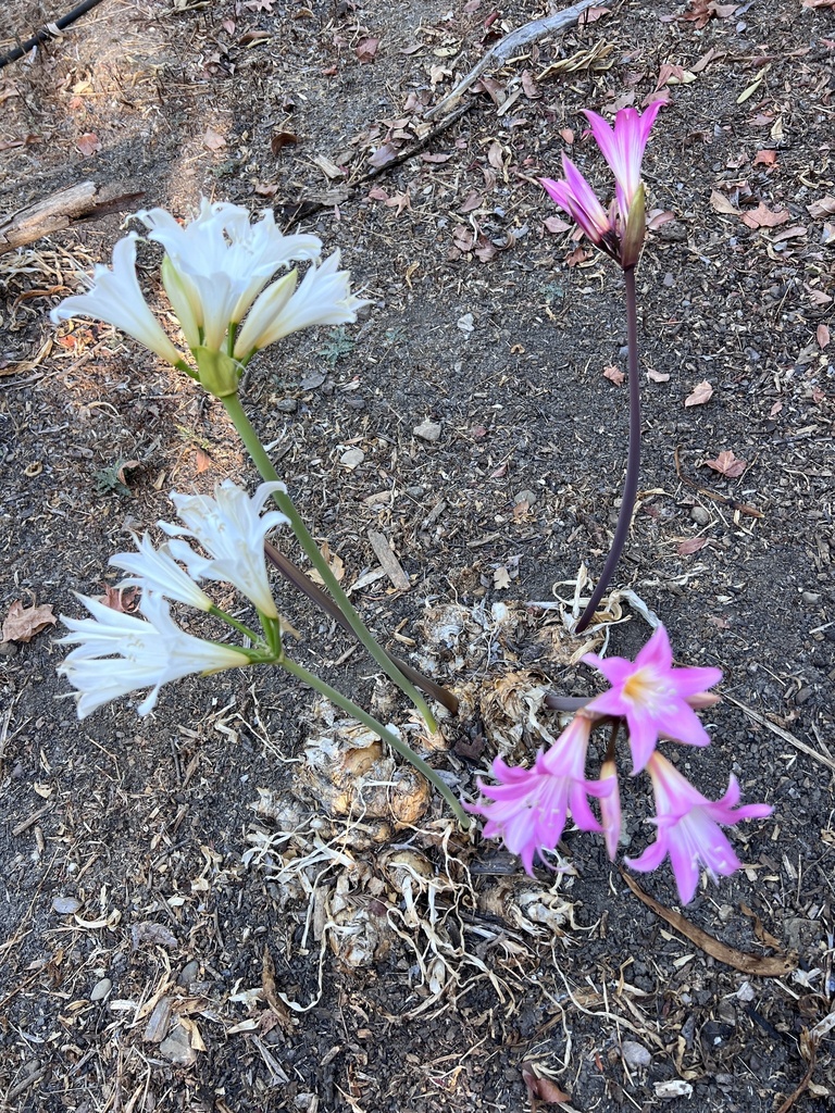Belladonna Lily in September 2023 by Terry. Note unusual white color ...