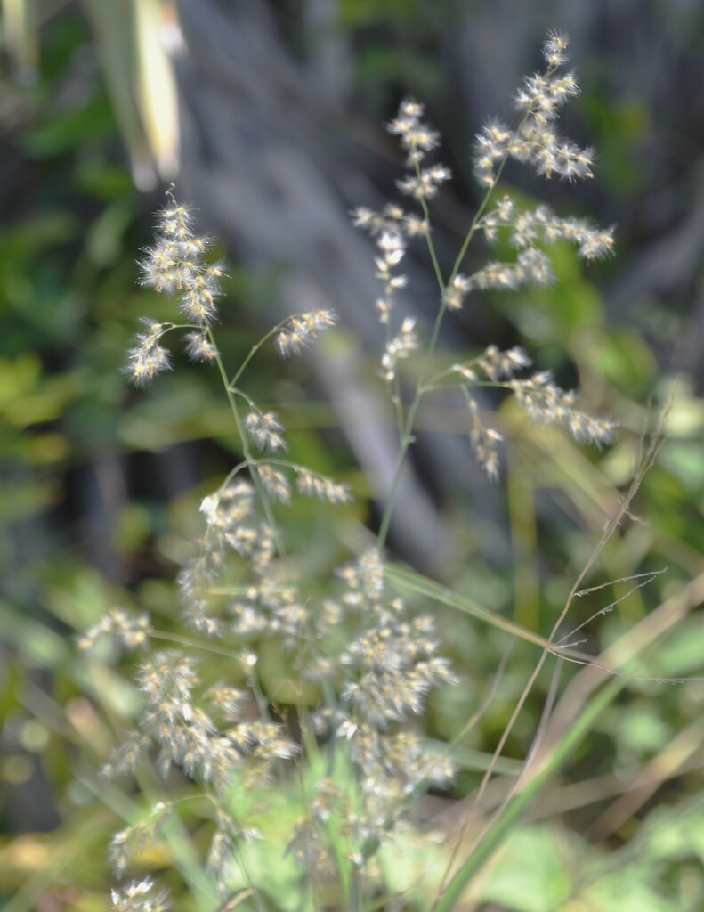 Natal grass from Babson Park, FL 33827, USA on September 15, 2023 at 10 ...