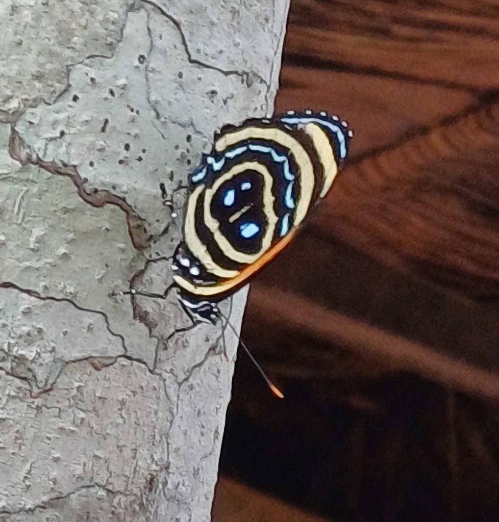 Callicore excelsior from 17000, Perú on September 13, 2023 at 02:38 PM ...