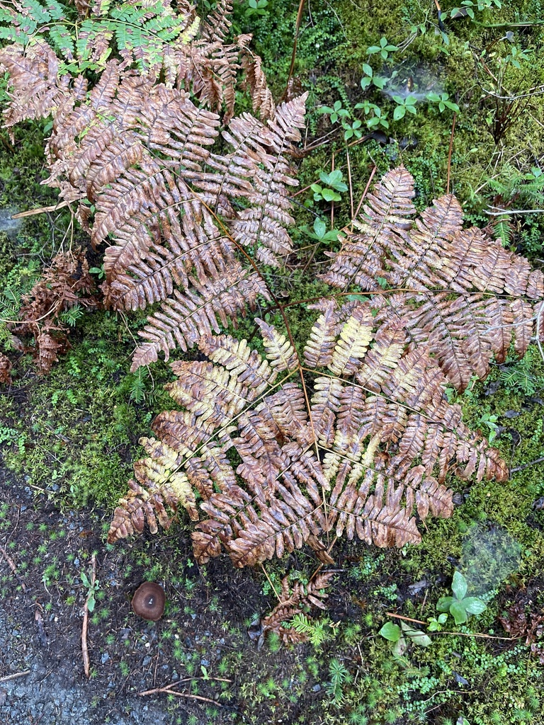 common bracken from Moose Bog Boardwalk, Island Pond, VT, US on ...