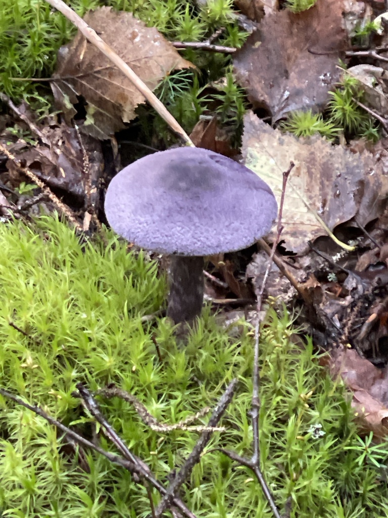 violet webcap from Moose Bog Boardwalk, Island Pond, VT, US on ...