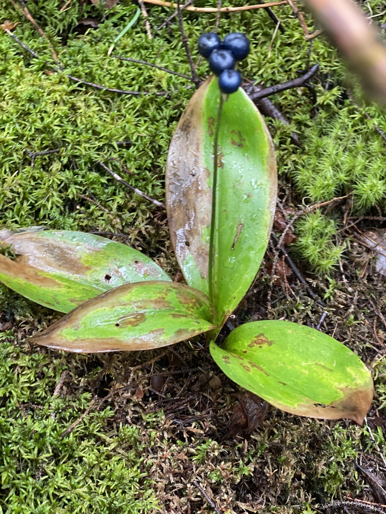 Life from Moose Bog Boardwalk, Island Pond, VT, US on September 13 ...