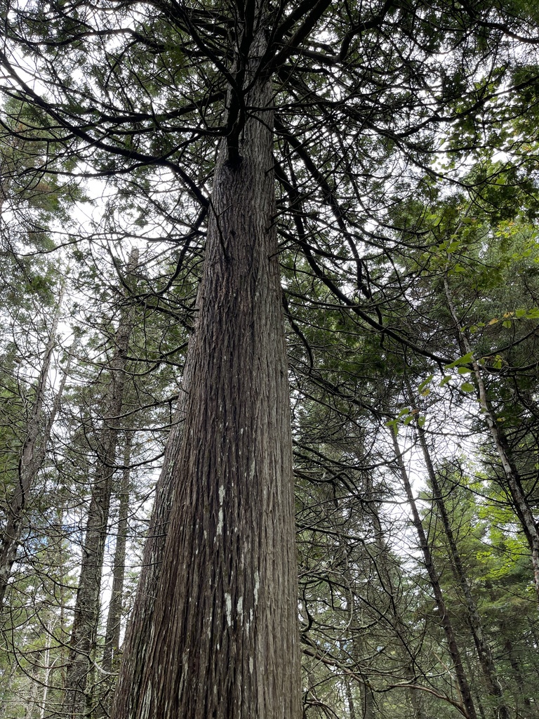 northern whitecedar from Moose Bog Boardwalk, Island Pond, VT, US on ...