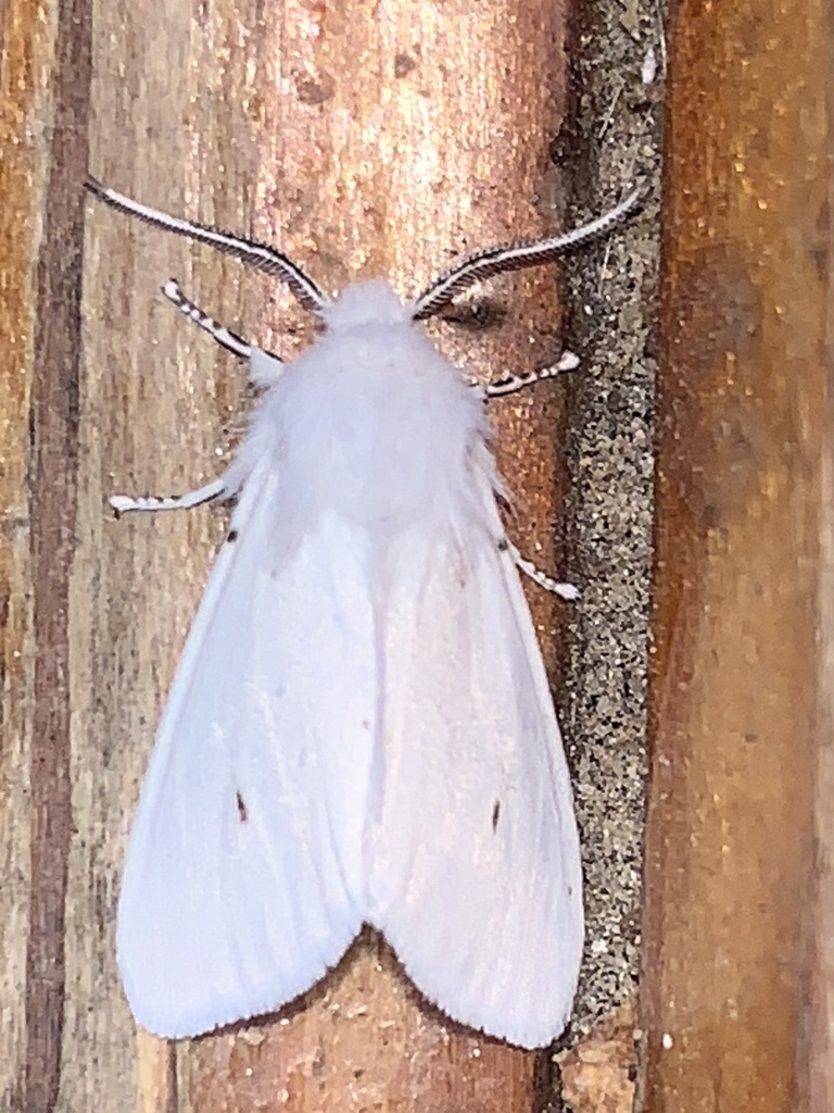 Virginian Tiger Moth from State Highway 35, Alvin, TX, US on September ...