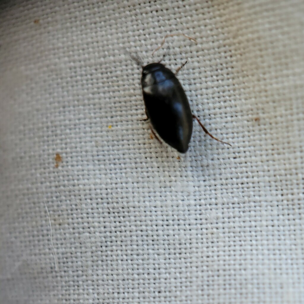 Predaceous Diving Beetles from Fresno County, CA, USA on September 14 ...