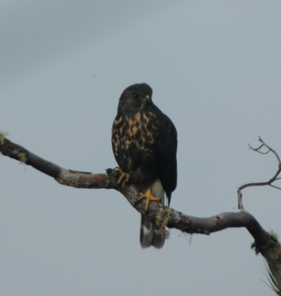 White-rumped Hawk from Los Robles La Paz, Cesar, Colombia on July 26 ...