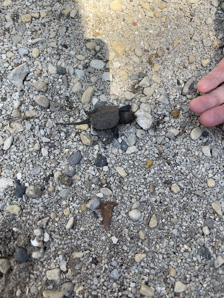 Common Snapping Turtle from North Pond, Chicago, IL, US on September 15 ...