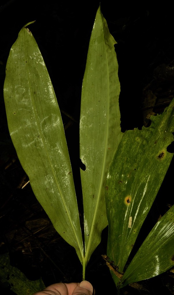 split-leaf cyclanthus (Cyclanthus bipartitus) - Botanical Realm