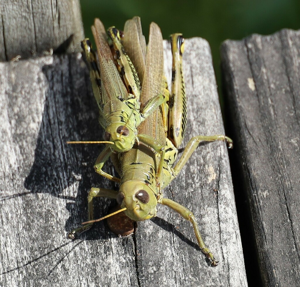 Differential Grasshopper from Isabella, Michigan, United States on ...