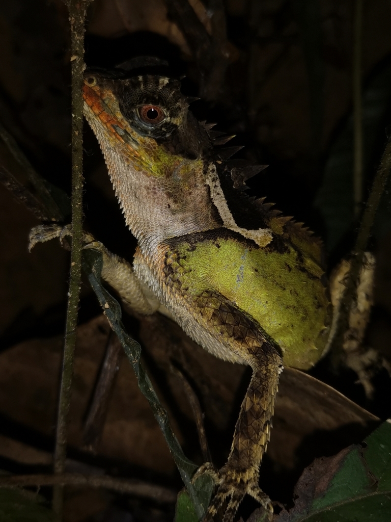 Acanthosaura rubrilabris (Zodiac animals(十二生肖)of thailand) · iNaturalist