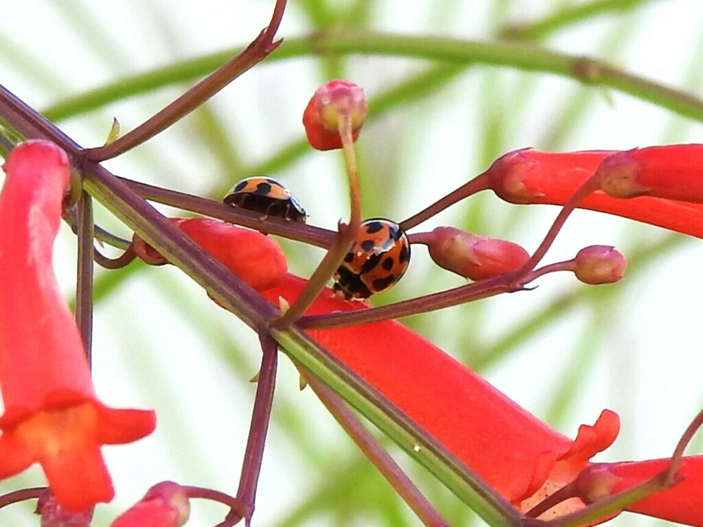 Variable Ladybird Beetle from (west) Boynton Beach, FL, USA on ...