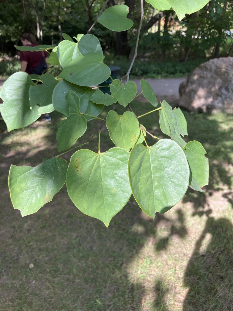 eastern redbud from Ada Park, Ada, MI, US on September 15, 2023 at 03: ...