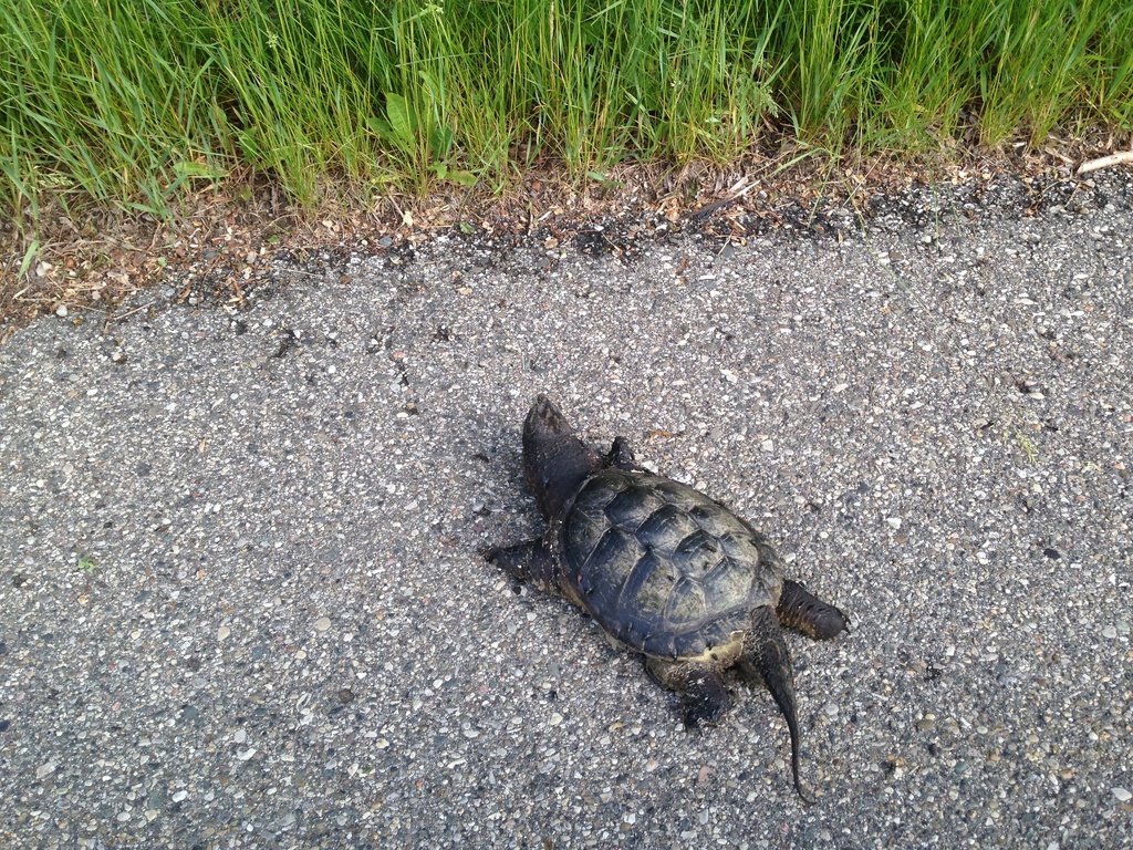 Common Snapping Turtle from Plymouth Rd, Ann Arbor, MI, US on May 31 ...