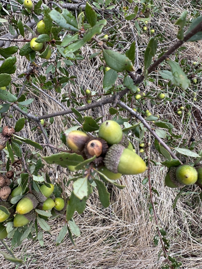 California scrub oak from Santa Rosa Plateau Ecological Reserve ...