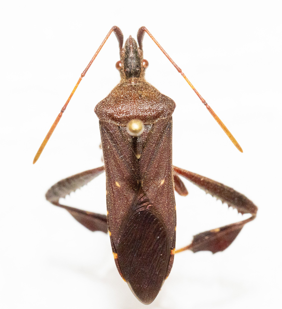 Northern Leaf-footed Bug from Centerville, OH, USA on September 13 ...