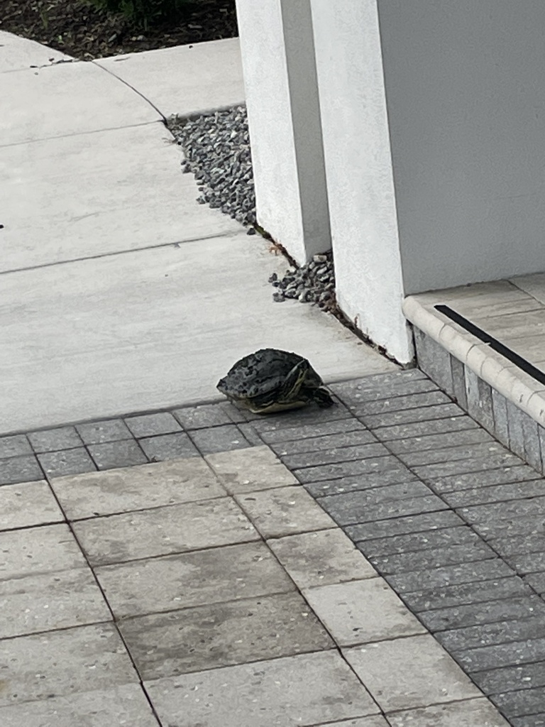 Deirochelyine Turtles from Coon Hide Rd, Spring Hill, FL, US on ...