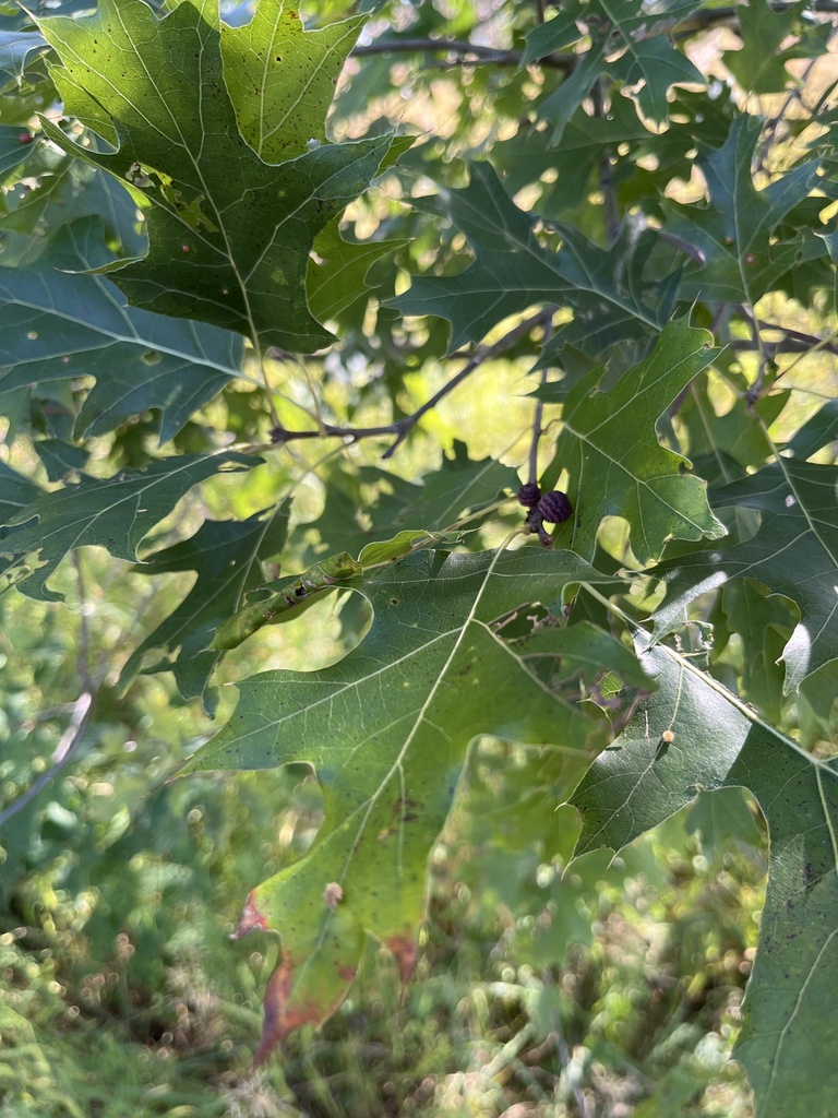 northern pin oak from Skokie River Nature Preserve, Lake Forest, IL, US ...