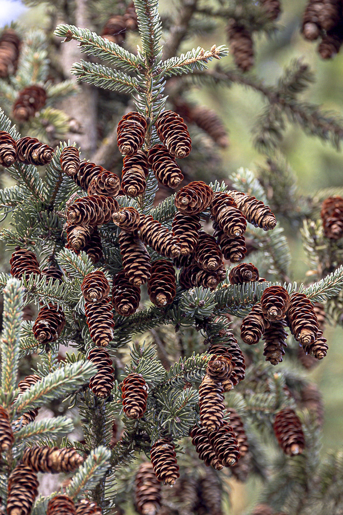 white spruce from Rockland County, NY, USA on September 15, 2023 at 11: ...